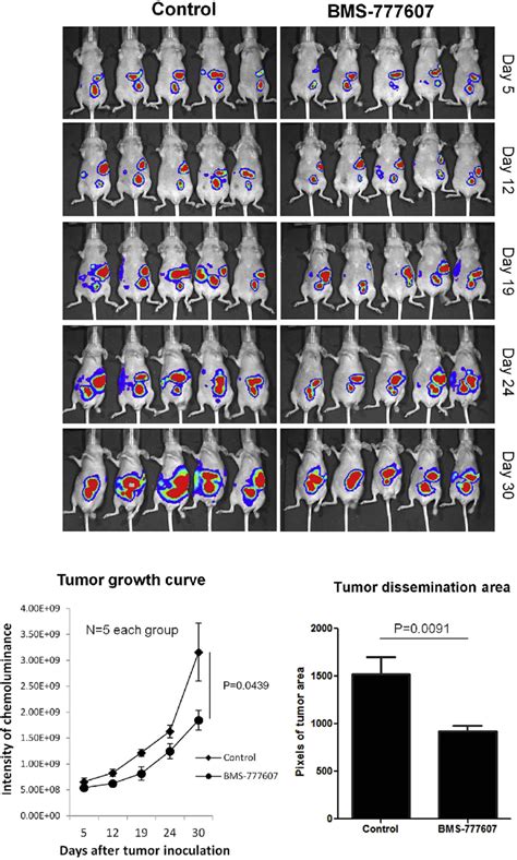 In Vivo Antitumor Effects Of Bms 777607 In Skov3 Cells Constitutively