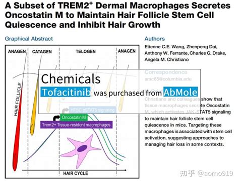 Abmole科研 一组trem2真皮巨噬细胞分泌osm以维持毛囊干细胞静止 知乎