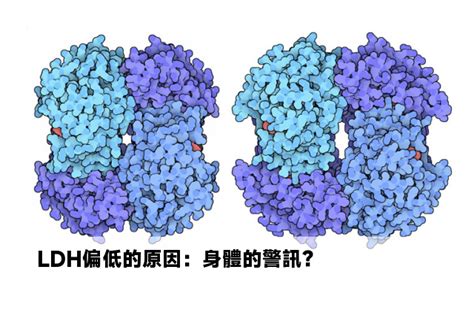 Ldh偏低的原因：身體的警訊？ 乳酸脫氫酶