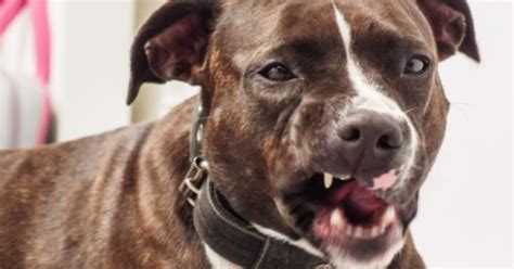 כלבת פיטבול תקפה כלב לברדור סובל מנשיכות עמוקות בפנים