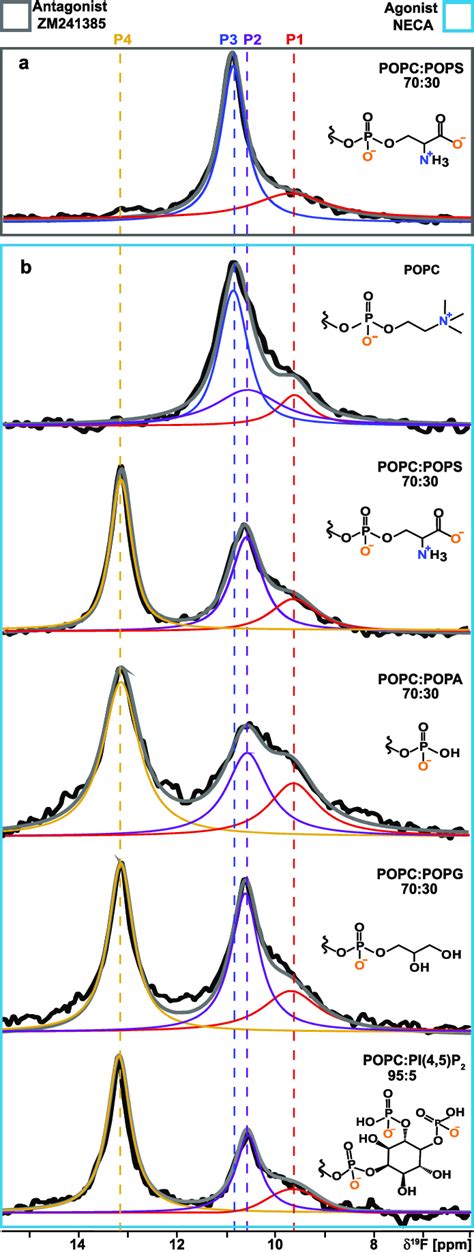 A 2a Ar Conformational Response To The Presence Of Anionic Lipids