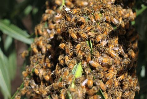 Bee Photos Truly Nolen Canada