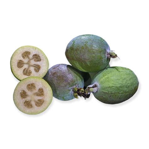 Pianta Di Feijoa Sellowiana Fejoia Acca Sellowiana Alberello Vaso22cm
