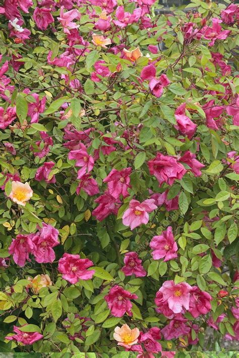 Rosa X Odorata Mutabilis Stock Image C013 4534 Science Photo