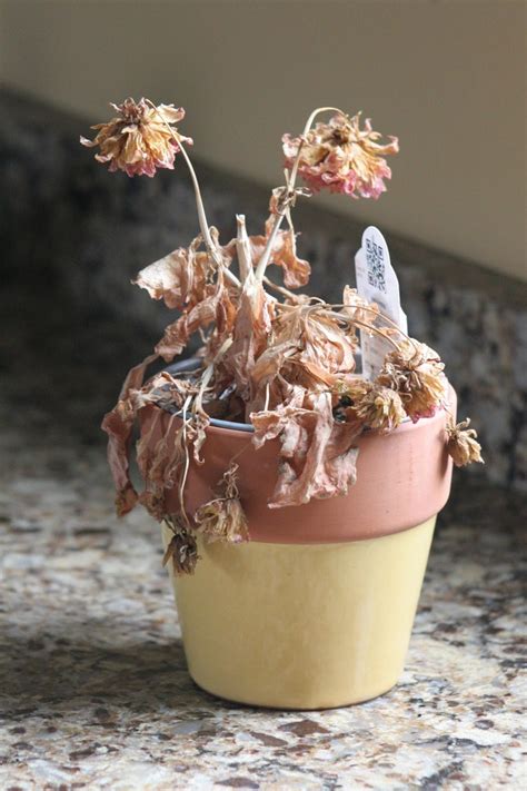 Dont Toss It Yet Heres How To Revive A Dead Plant Back To Life