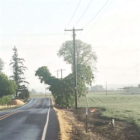 Trees That Look Like Something Else And Will Make You Look Twice