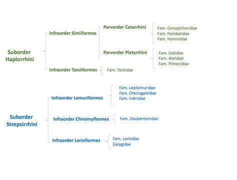 Mammo Final Diagram Quizlet