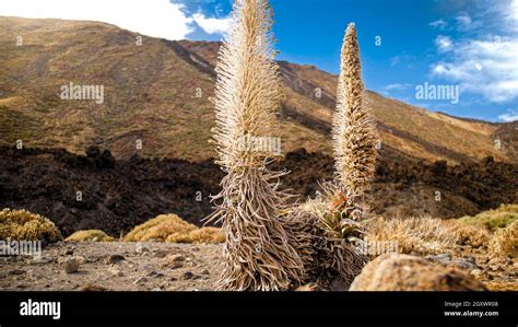Dryed Flowers And Plant On The Slope Of Big Volcano In Desert Stock