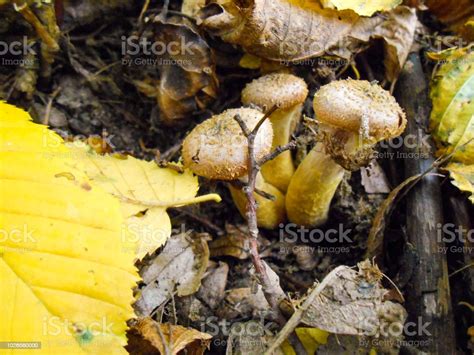 숲에서 버섯에 대 한 검색입니다 꿀 Agaric 버섯이을 숲에서 나무에 성장 한다 야생의 그룹 Armillaria 버섯 저희