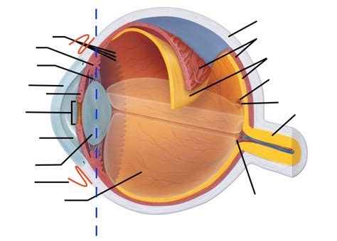 diagram of the eye components functions quizlet
