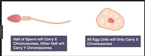 Diagram Sex Cell Anathomy Quizlet