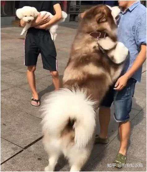 狗界最“温顺”的6种狗，你喜欢哪个呢？ 知乎