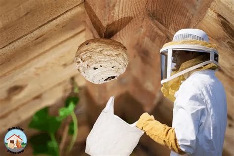 How To Get Rid Of Wasp Nest Attics Roof Eaves Tiles Homeless Pests
