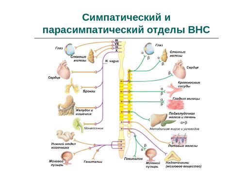 Как влияет симпатическая нервная система на потовые железы ...