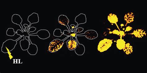 Mapping The Routes Of Systemic Signaling In Arabidopsis Plantae