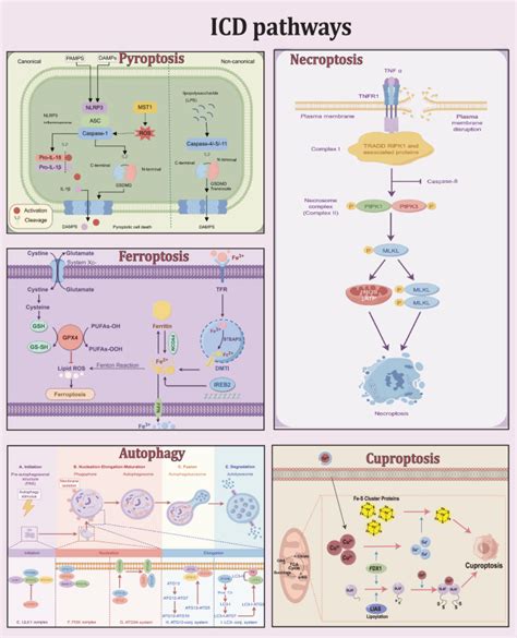 焦亡细胞死亡：放射治疗的新兴治疗机会 Cell Death Discovery X Mol