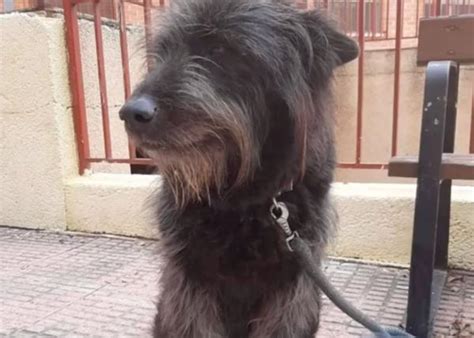 Una perra casi abandonada tras la muerte de su dueño se reencuentra con su primera familia