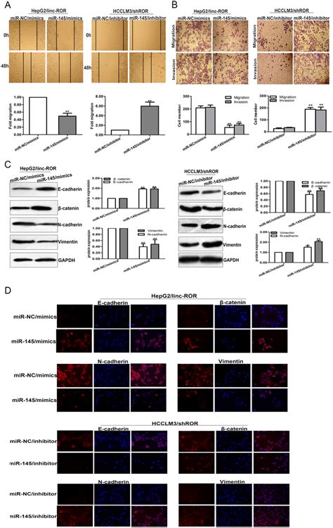 The Function Of Linc ROR In Invasion And Migration Of HCC Cells In