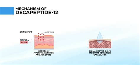 Decapeptide 12 Guide Unlock The Secrets To Youthful Skin