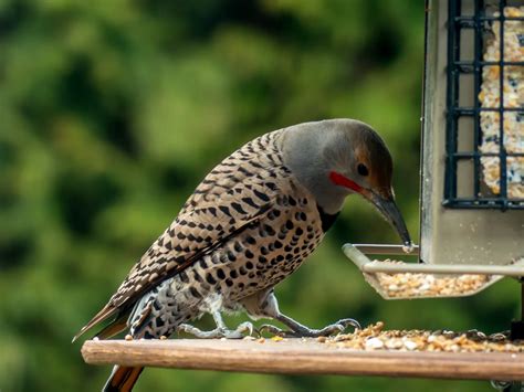 Feeder Winter Birds In Missouri
