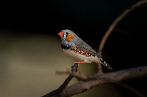 How Do I Know When My Zebra Finch Bird Is Pregnant