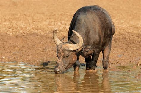 African Buffalo Drinking Water Mokala National Park South Africa