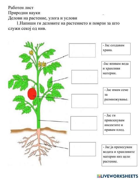 Делови на растение и улога Online Exercise For Live Worksheets