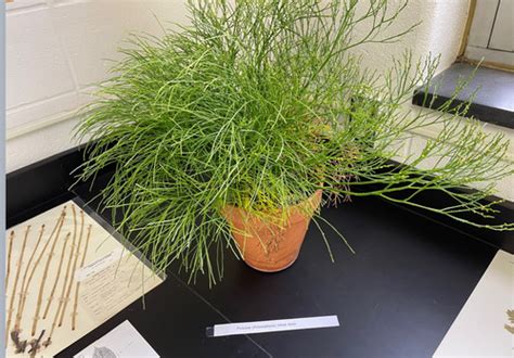 Botany Lab Practical 2 Pt2 Flashcards Quizlet