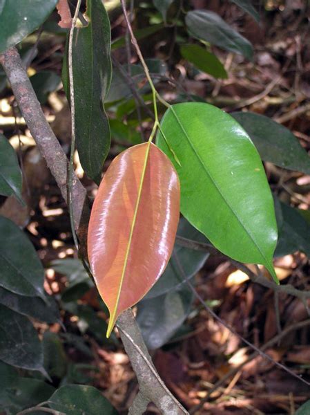 Genus Dryobalanops Rimbun Dahan