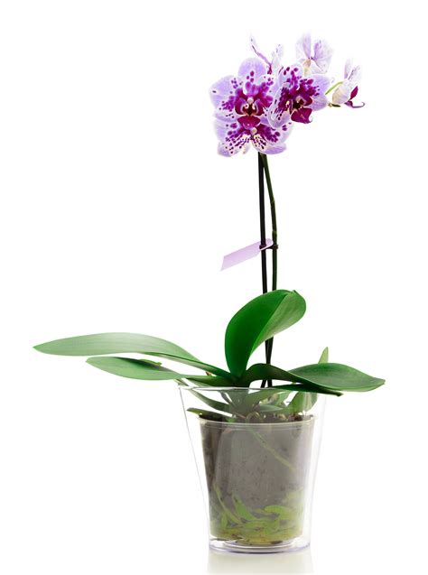 Come Curare Le Orchidee In Casa 3 Fito