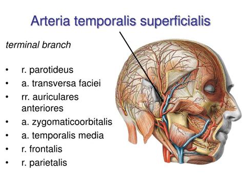 Ppt Arterial System Systema Arteriarum Powerpoint Presentation Id