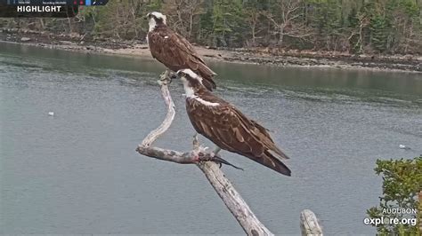 Highlight Reel 2023 With Steve And Callie Hog Island Osprey Nest