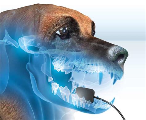 Dental Imaging Vet Scanx Dr X Ray Sensor Allpro Imaging