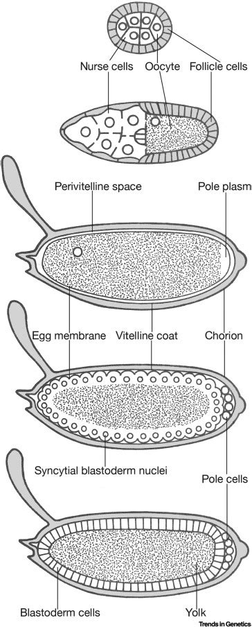 Drosophila Embryo Injection