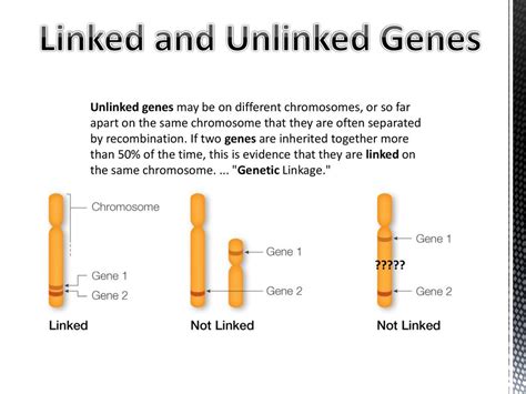 chromosomal theory of inheritance ppt download