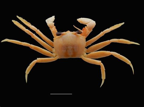Dorsal View Of Ocypode Ceratophthalmus Pallas 1772 Material Examined