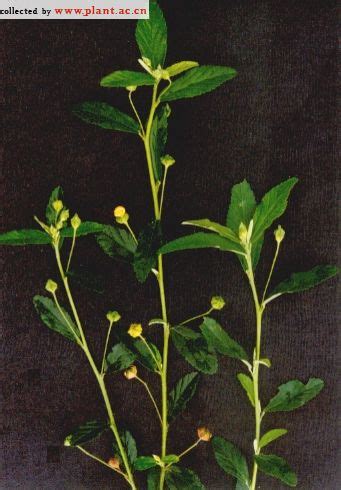 白背黄花稔Sida rhoimbifolia L 植物图片库 植物通