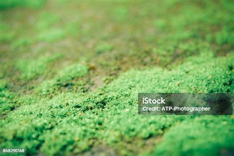 Tekstur Lumut Di Dinding Latar Belakang Yang Indah Foto Stok Unduh Gambar Sekarang Istock