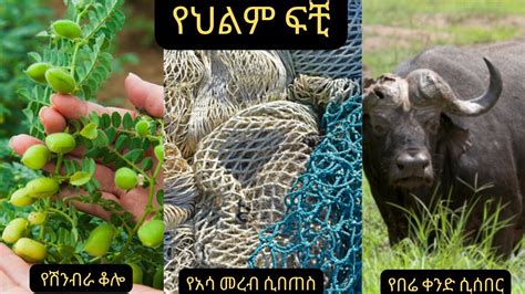 የአሳ መረብ ሲበጠስ፤ የሽንብራ ቆሎ፤የበሬ ቀንድ ሲሰበር Youtube