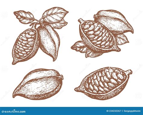Cocoa With Seeds Sketch Chocolate Ingredient Vector Hand Drawn Whole