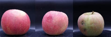 Figure 1 From Tuning Small Datasets For A Custom Apple Sorting System