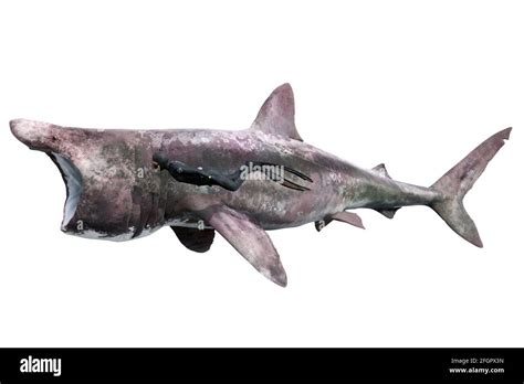 Basking Shark Cetorhinus Maximus And Diver On White Background Stock