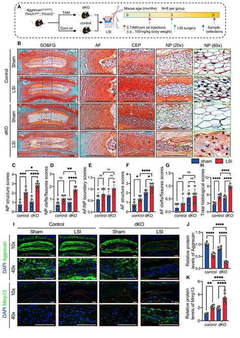 Pinch Loss Exacerbated Lsi Induced Disc Lesions In Mice A A Download Scientific Diagram