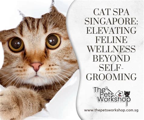 Why Cat Self Grooming Falls Short — The Pets Workshop By