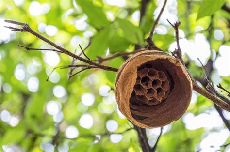How To Remove A Hornets Nest Ebay