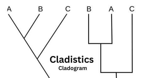 Cladistics And Its Significance Learning Divas