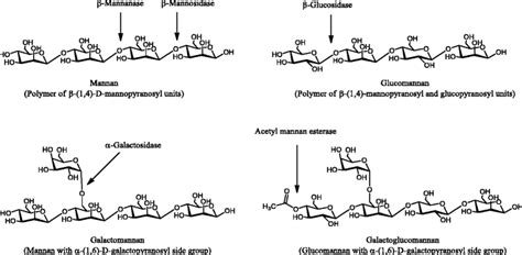 Chemical Structure Of Mannan Polysaccharides And Enzymes Involved In