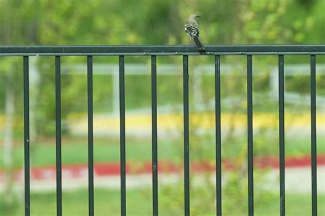 Alief Pre K Center Makes Native Houston Wildlife A Teaching Tool