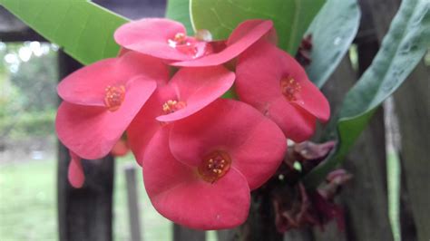 Paling Bagus 25 Gambar Bunga Yg Berduri Gambar Bunga Indah