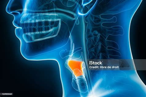 후두 또는 음성 상자의 Xray 측면 또는 프로필 보기 남성 신체 윤곽이 있는 3d 렌더링 그림 인간 장기 해부학 후두염 의료 생물학 과학 의학 건강 관리 개념 목구멍 목에